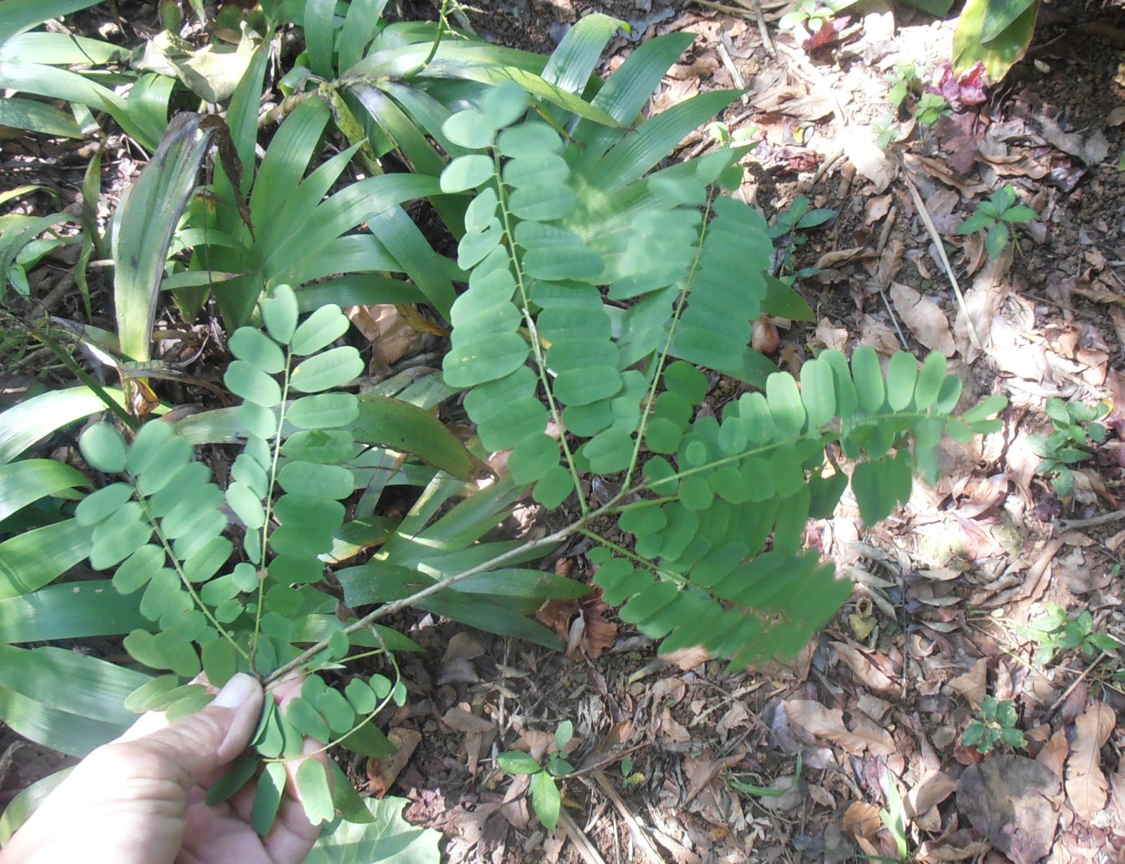 Flora de Puerto Rico Ilustrada Papo Vives: FABOIDEAE Myrospermum ...