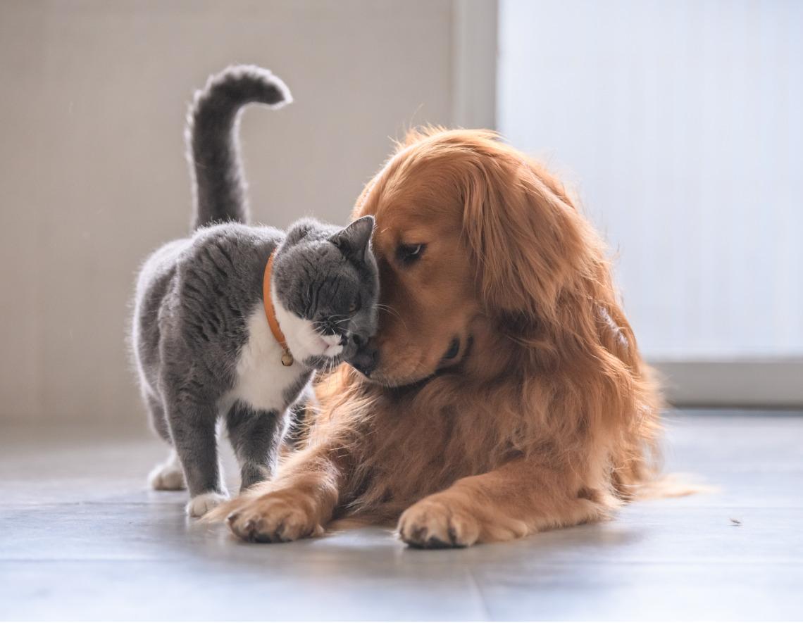 ANIMALS TIME : 10 Cutest Cats and Dogs pics (las 10 fotos más tiernas ...