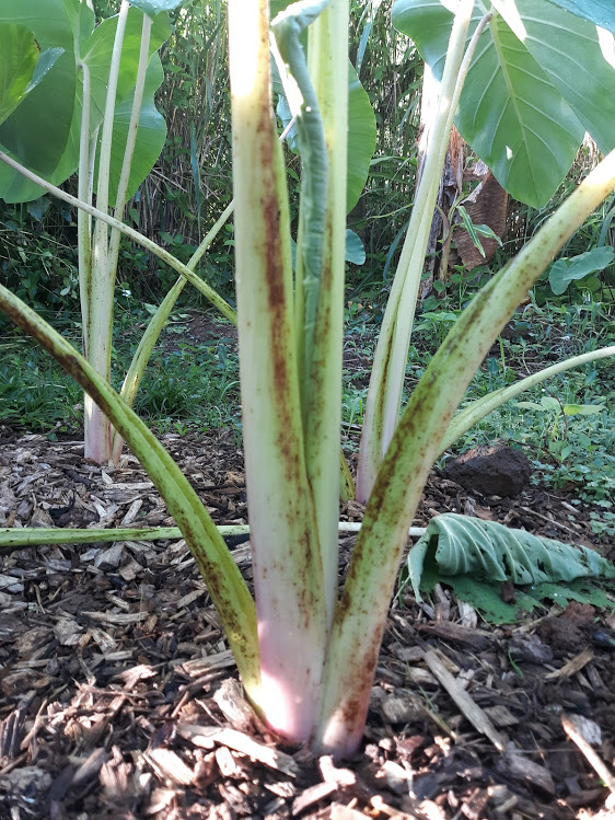Hawaiian edible Kalo (Taro) leaves, root, and stems for excellent ...
