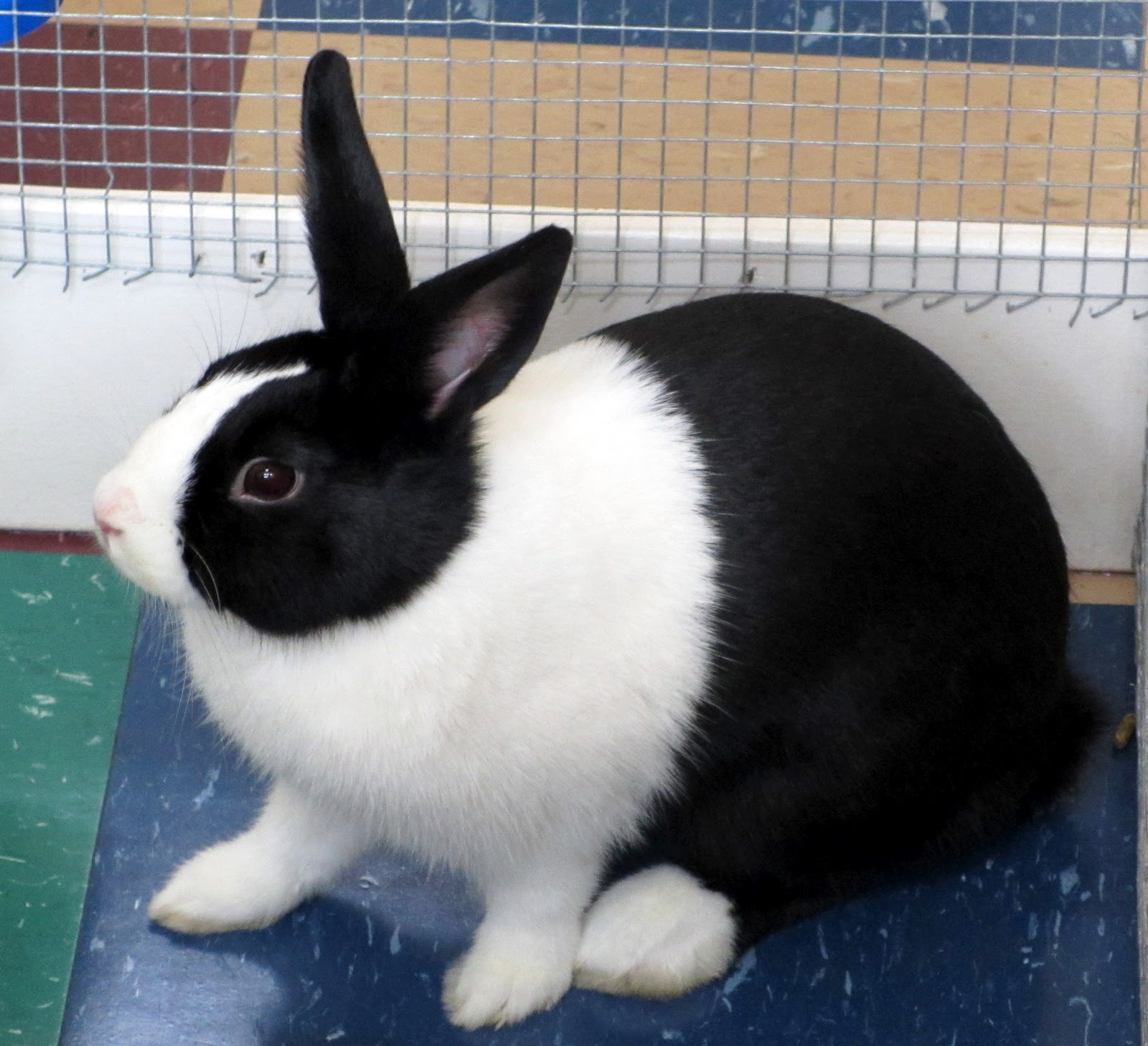 Rabbit Ramblings: Bunnyfest 2012 - The Look-alikes ...