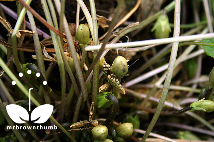 Collecting Wild Blue Violet Seeds : MrBrownThumb