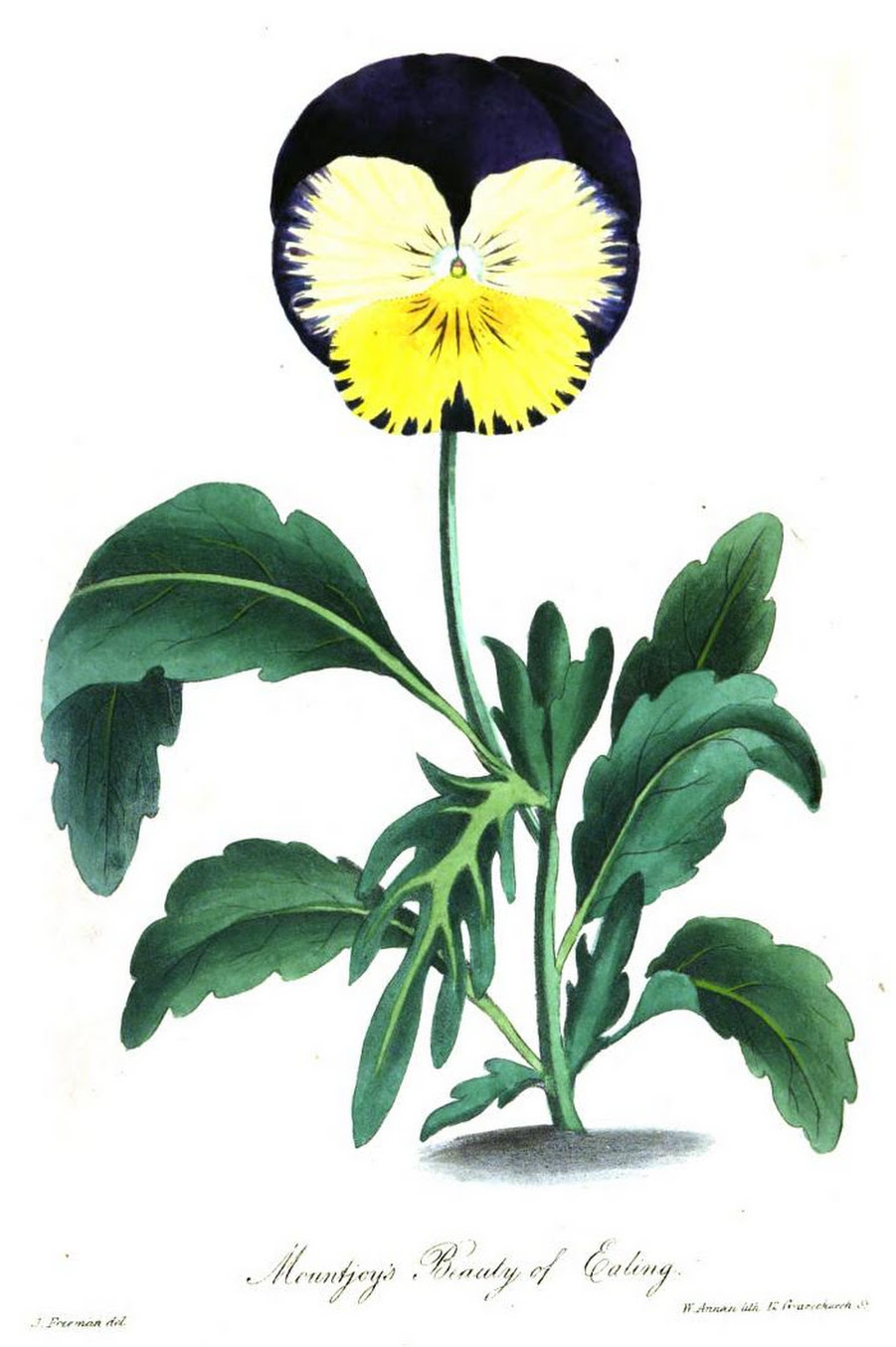 The Promise of Seeds: Magic in a Packet: 1896 - Part Two: Whittrock's ...