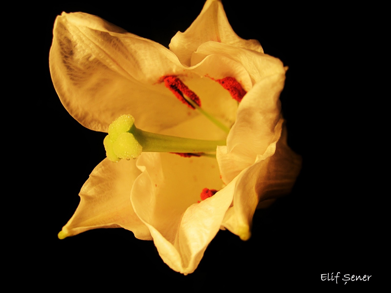 Photographed by Elif Sener