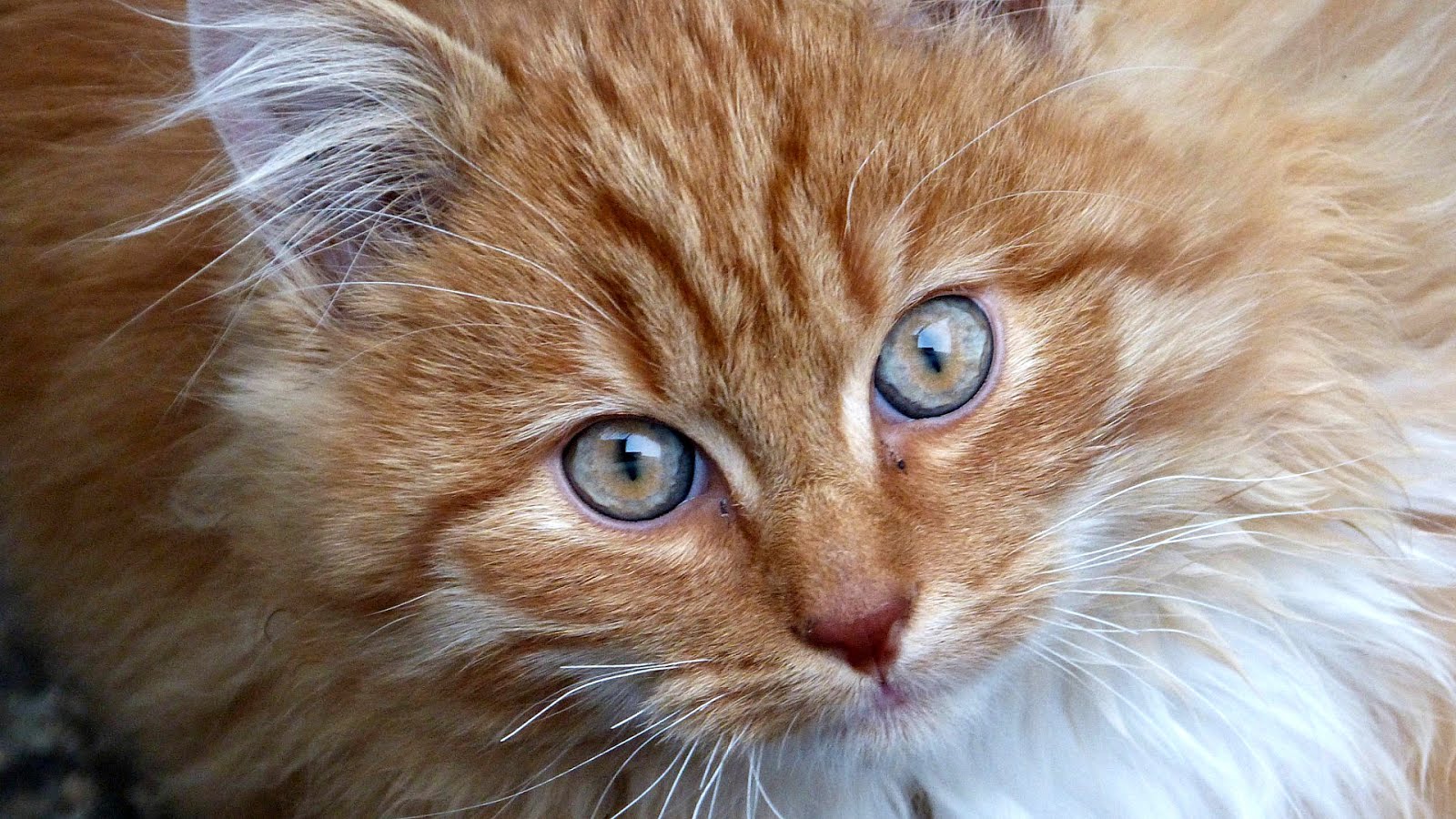Best Diabetic Cat Food Cat Choices best-diabetic-cat-food-cat-choices