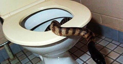 What could be the mysterious "Toilet snake"?