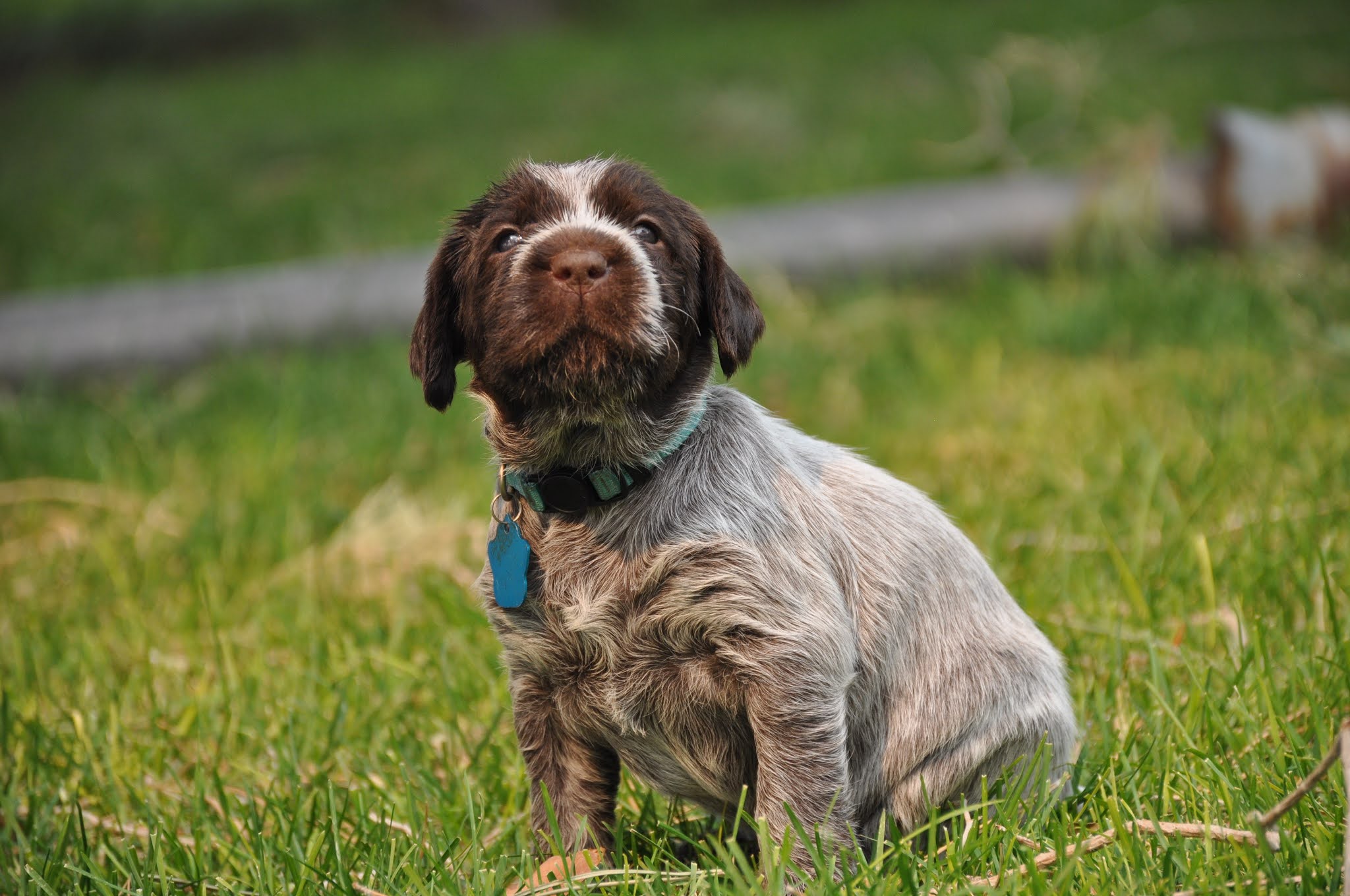 Idaho Outback Wirehaired Pointing Griffon Puppies!