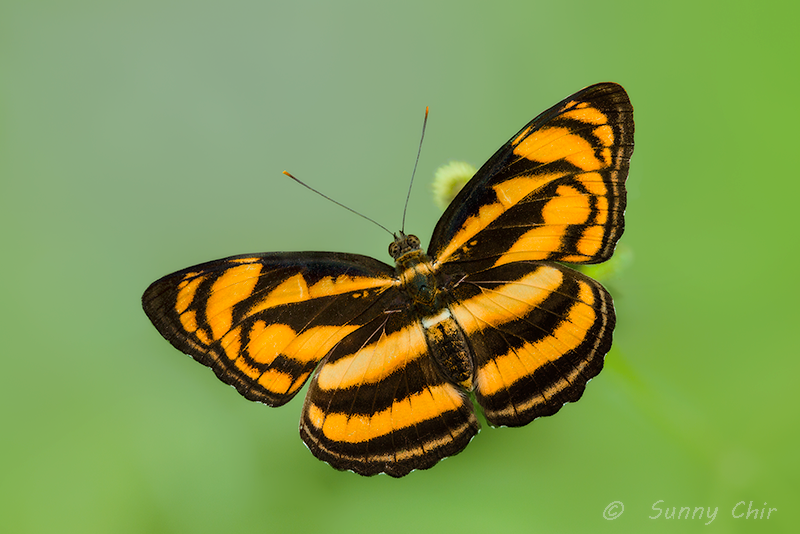 Butterflies Galore! : Colour Sergeant | Butterfly Muse