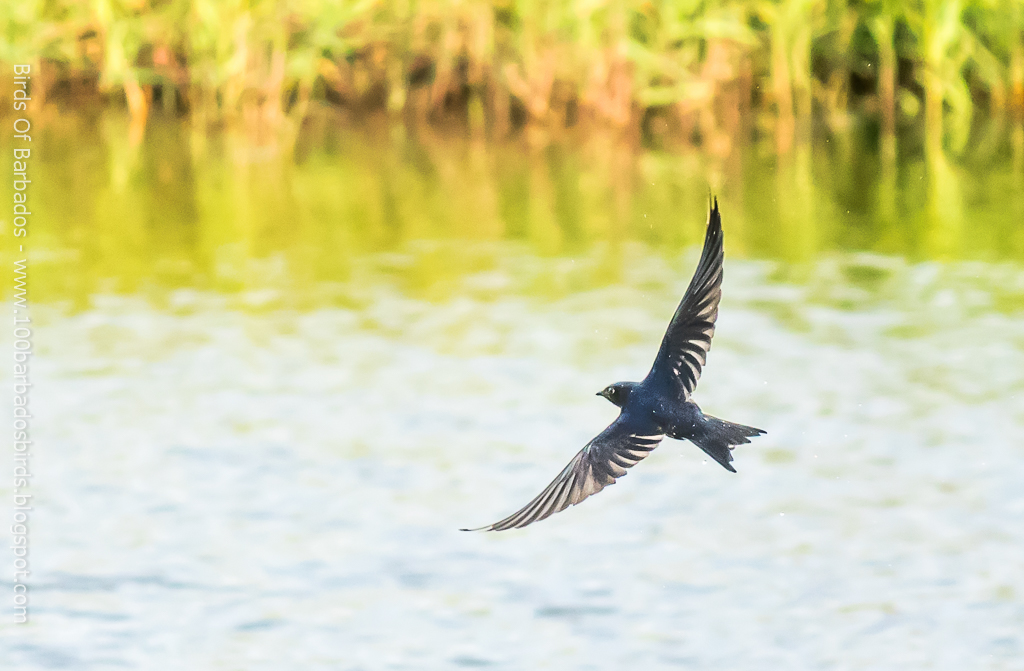 Birds of Barbados: The Yearly Return of Caribbean Martins