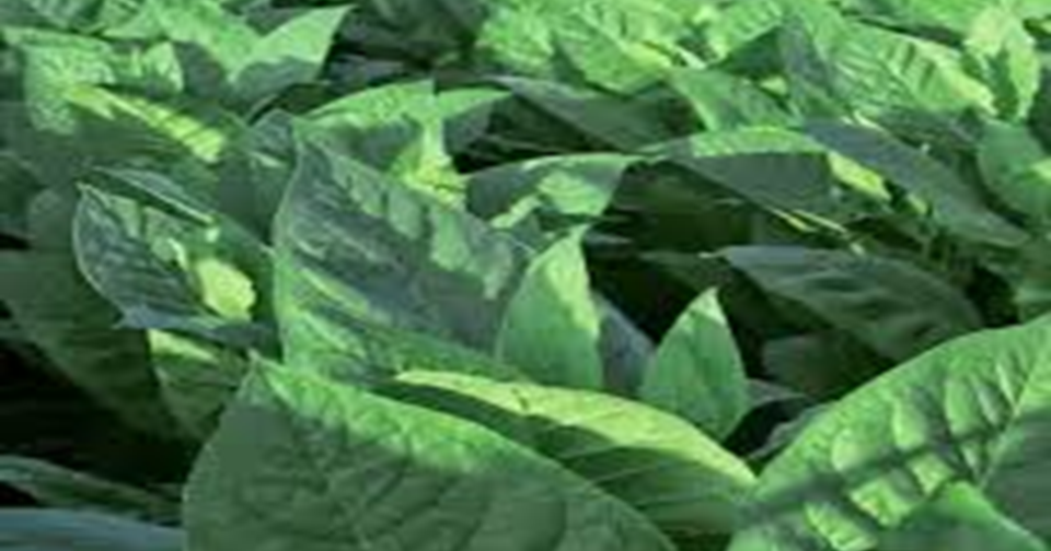 Cara Budidaya Tanaman Tembakau