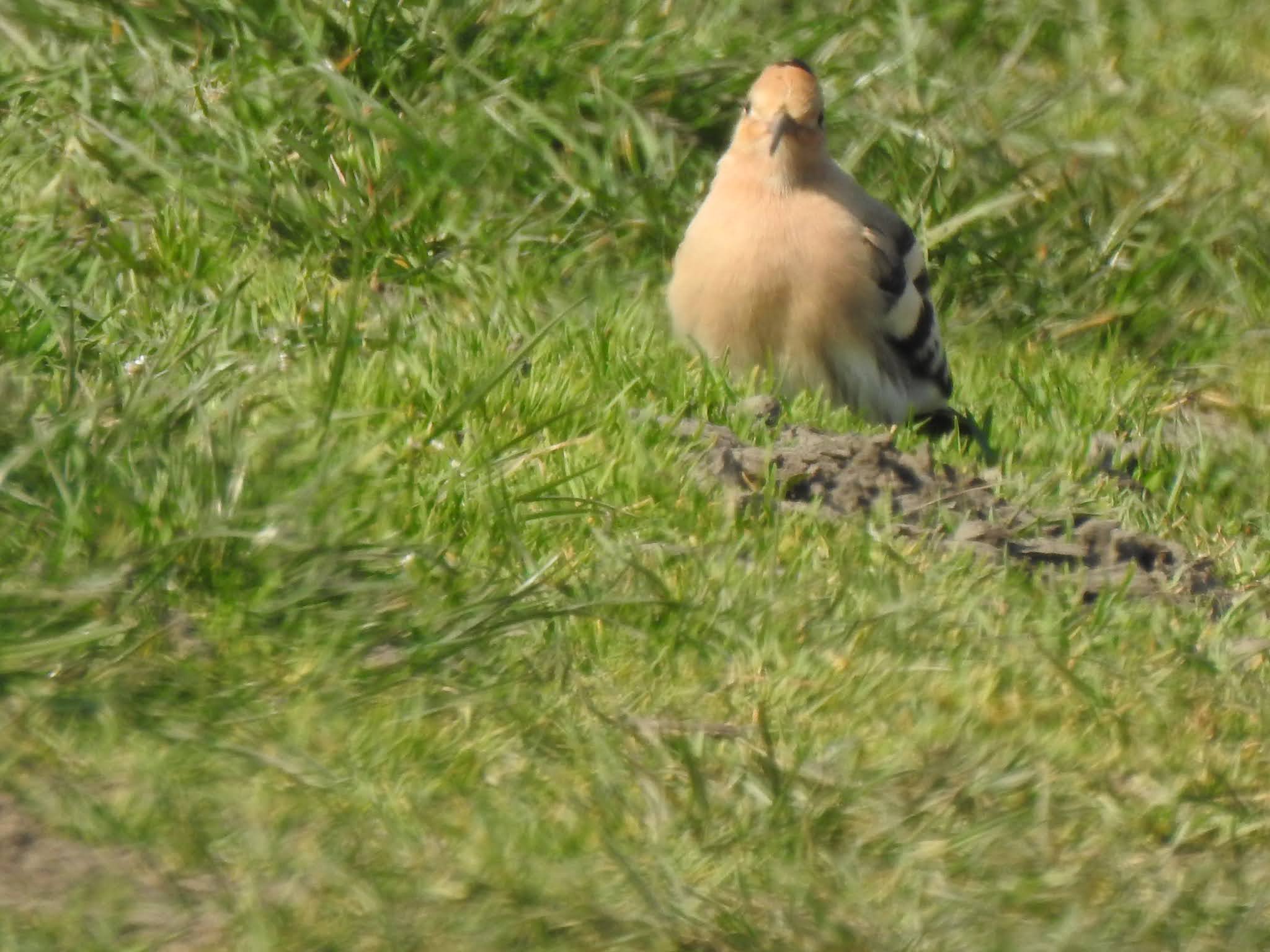 PASARI DIN ROMANIA: PUPAZA, Upupa epops