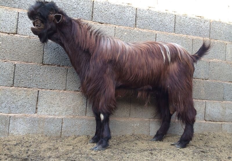 This is the UGLIEST animal in the world! ~ DNB Stories