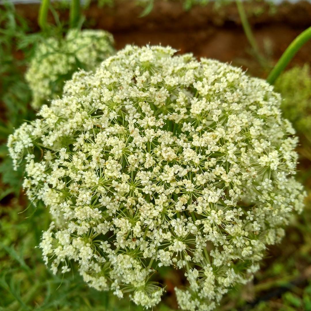 Tips Budidaya Wortel di Dataran Rendah Terbaru - SAHABAT TANI