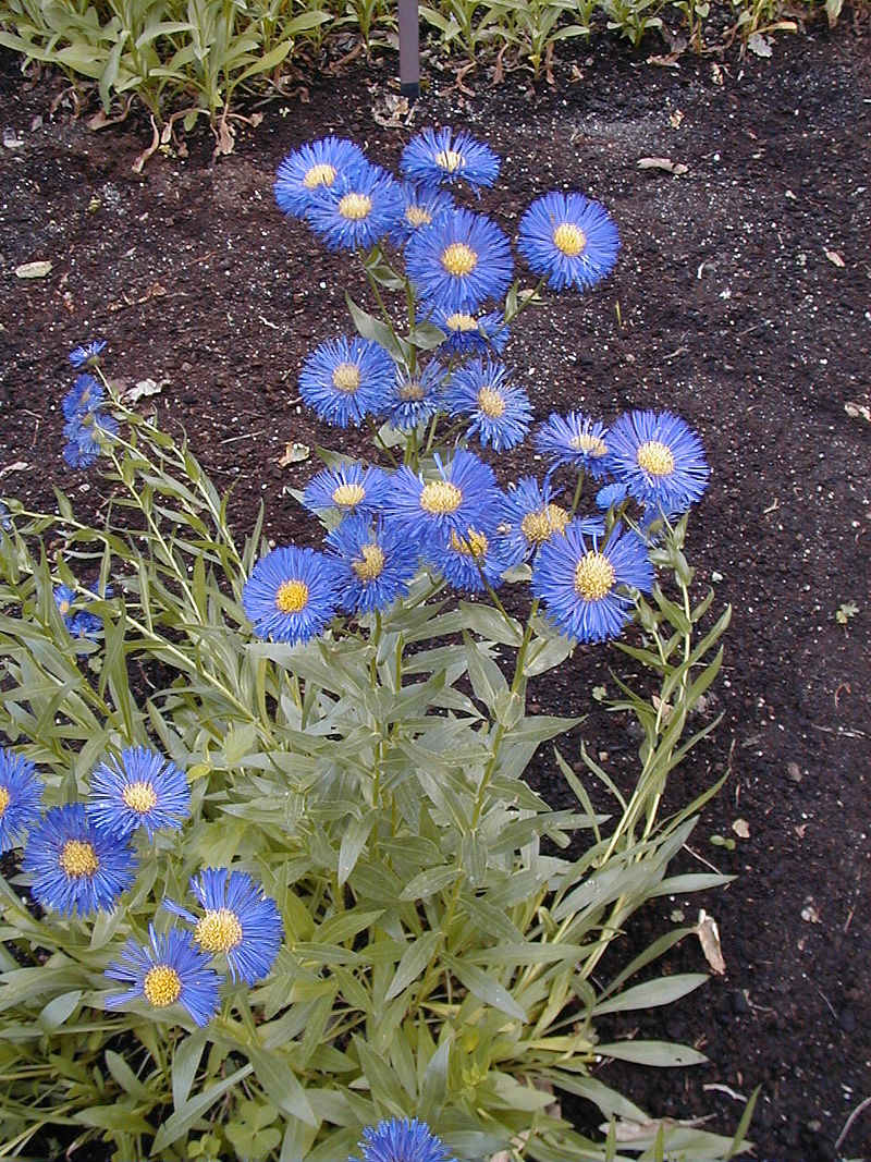 MANUAIS DE CULTIVO - PLANTAMUNDO: Margarida Azul - Fleabane Daisy ...