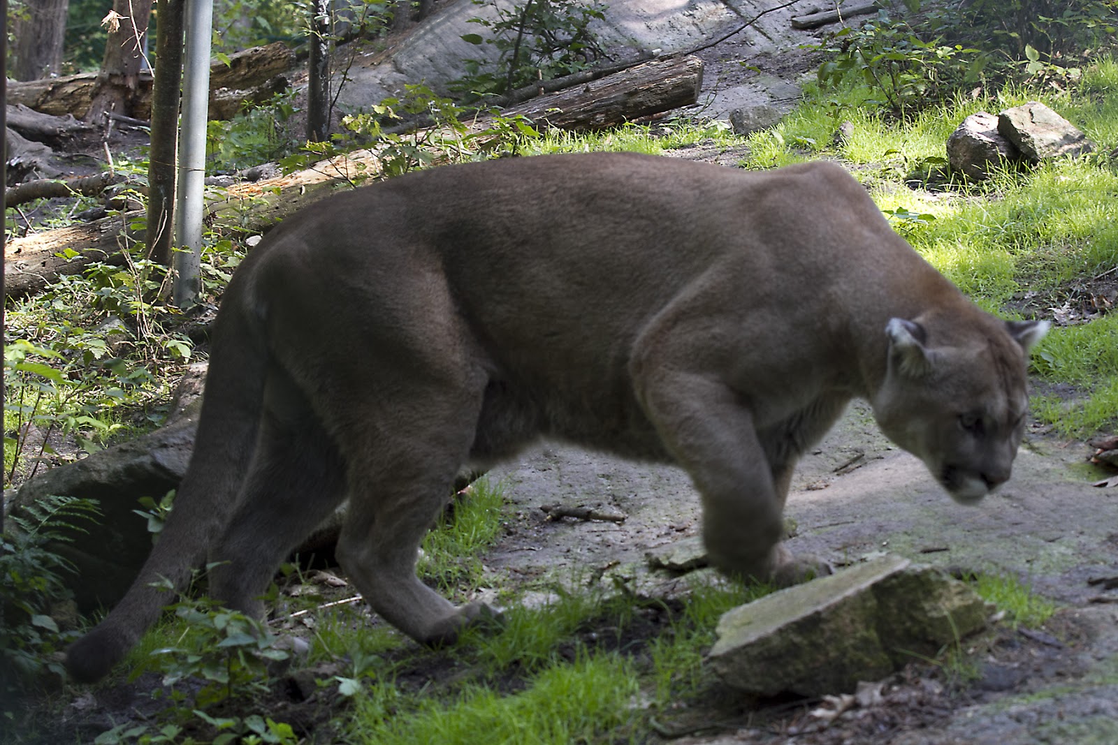 Nature Photos by Donna: Cougar - Muskoka Wildlife Centre - Sept 2012