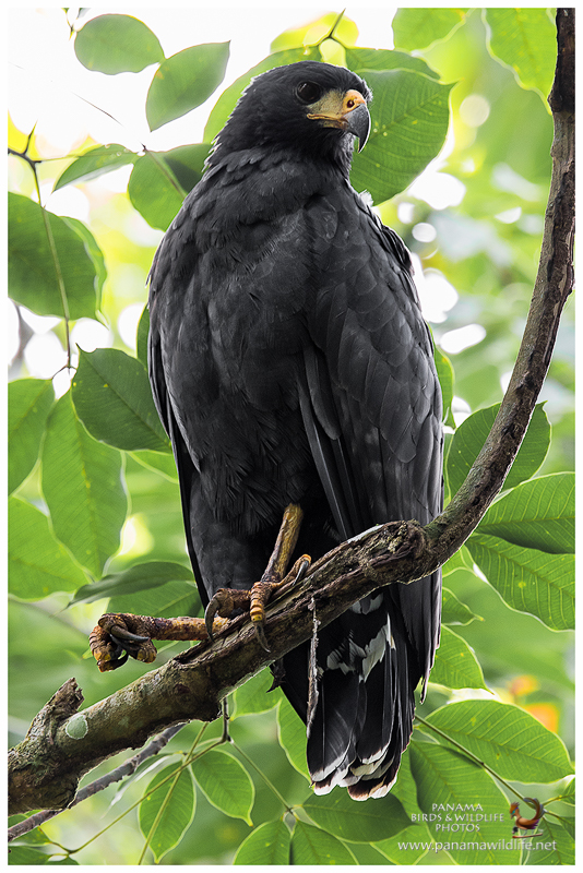 Featured raptors: Black Hawks of Panama