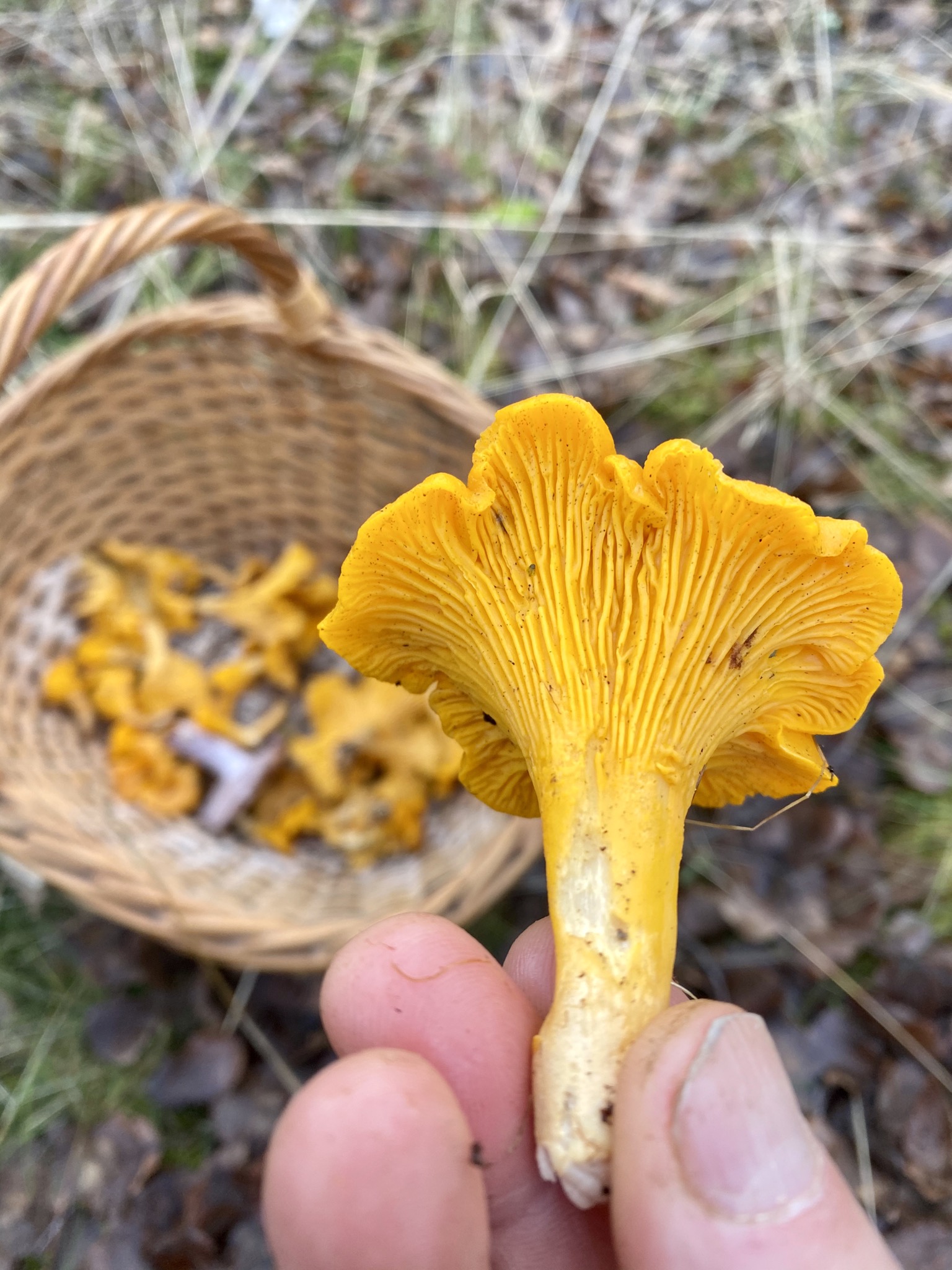 MANTARA GİDERKEN ve MANTAR toplarken dikkat edilmesi gereken önemli ...