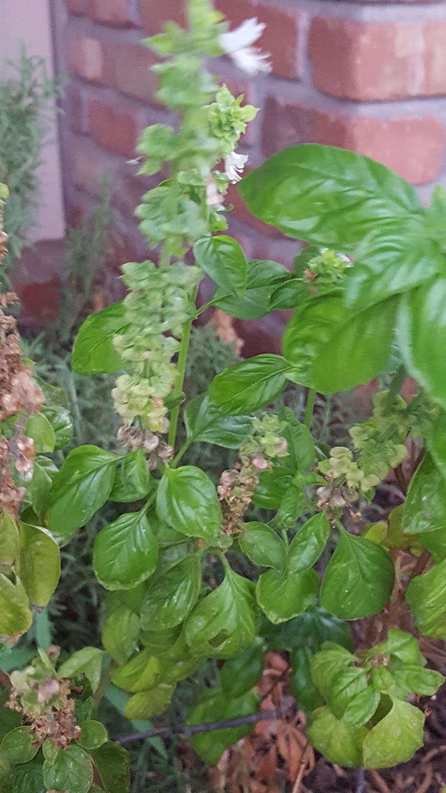 How to Extract Seeds from Your Basil Plant