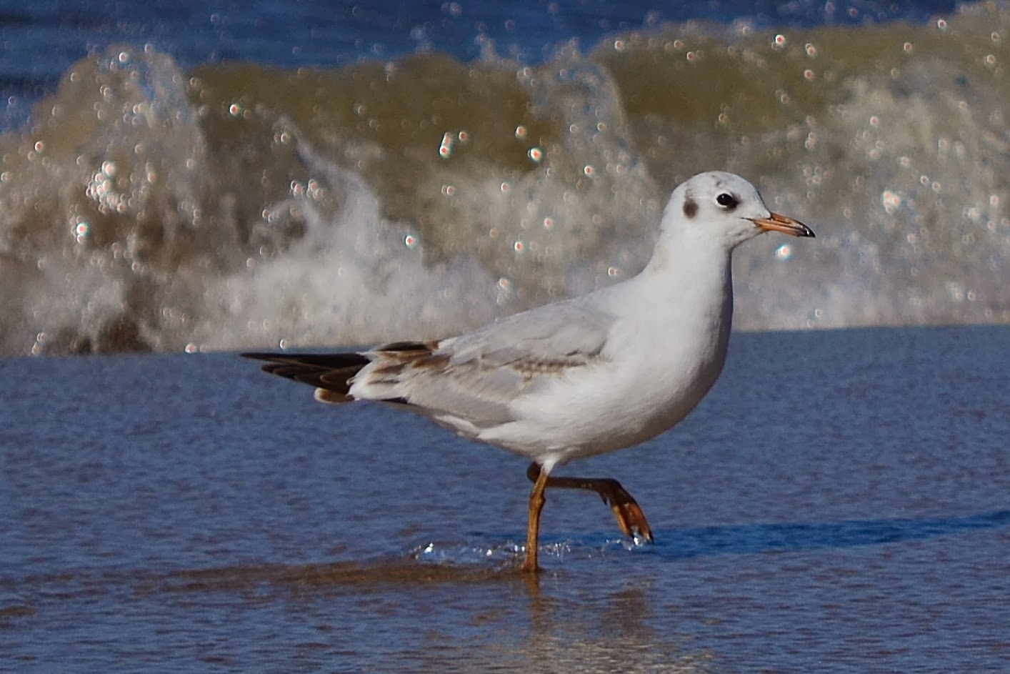 Aves de La Floresta: Gaviota capucho café