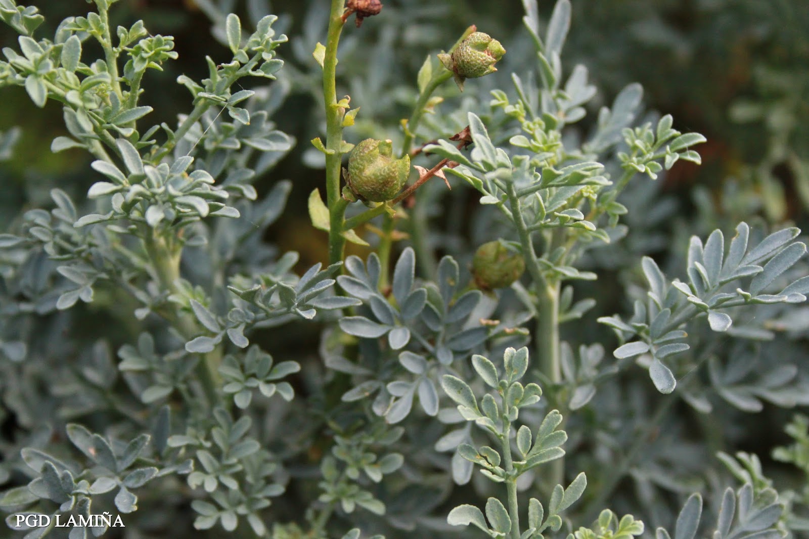 RUTA GRAVEOLENS. ruda