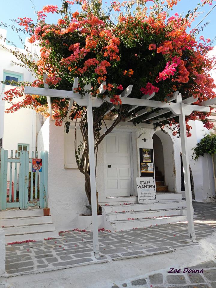 Homo Universalis: ΙΟΣ - ΧΩΡΑ : ΦΩΤΟΓΡΑΦΙΚΟ ΑΛΜΠΟΥΜ ΤΗΣ ΖΩΗΣ ΔΟΥΝΑ