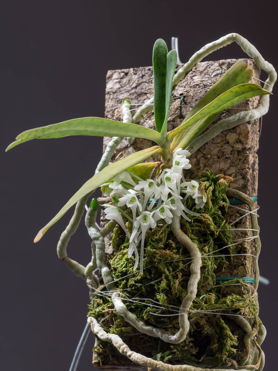 Diaphananthe millarii