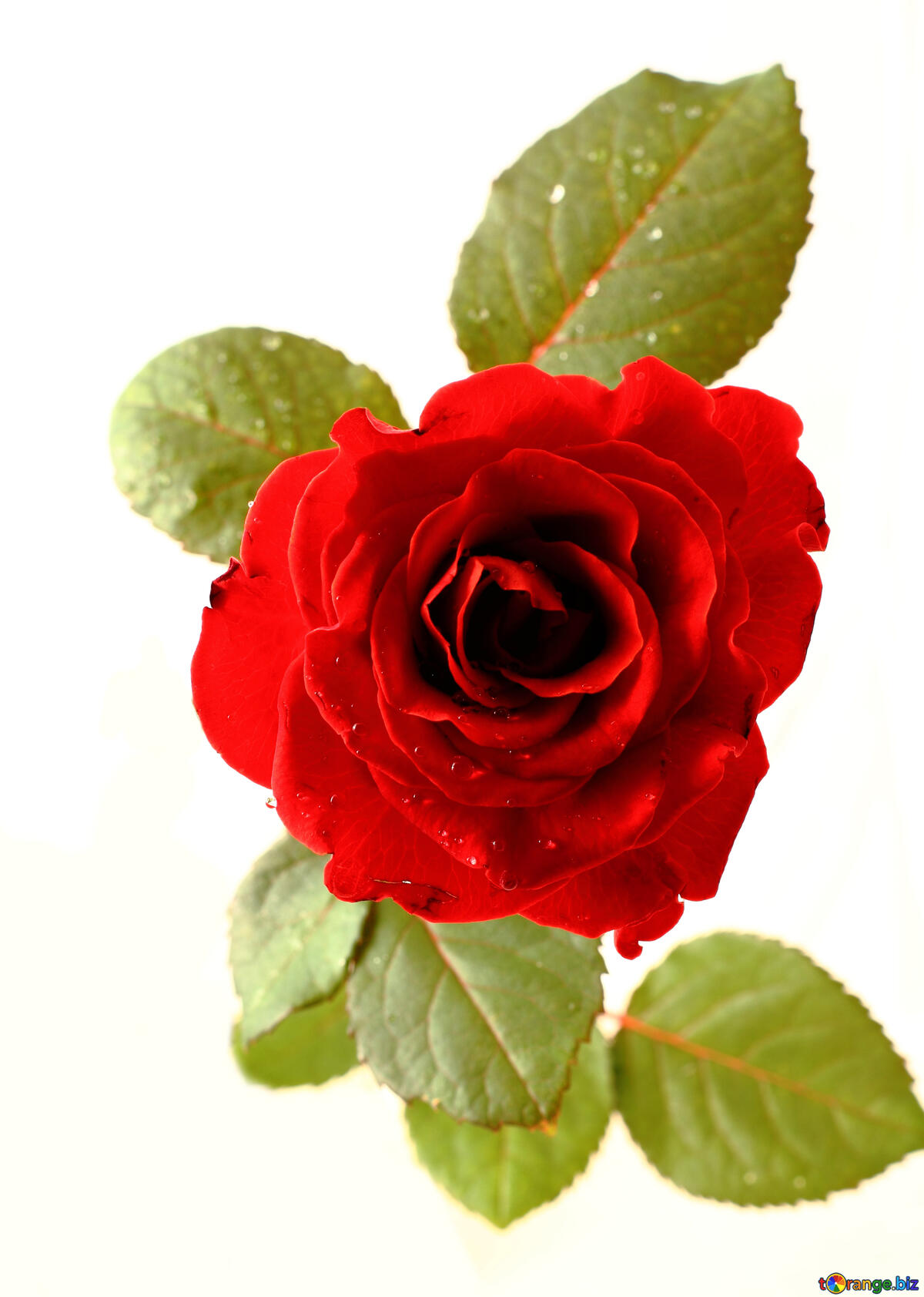 State Flower Coloring Book: New York State Flower: Rose