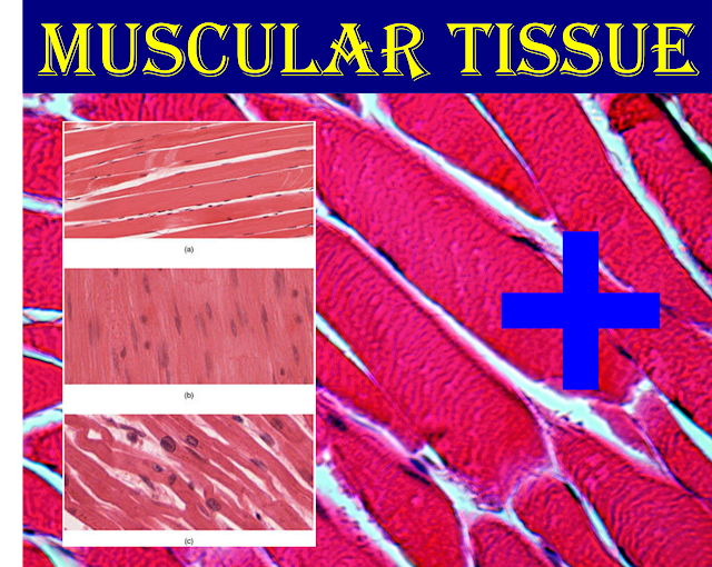 What is Muscular Tissue ? Histology | Anjani Mishra