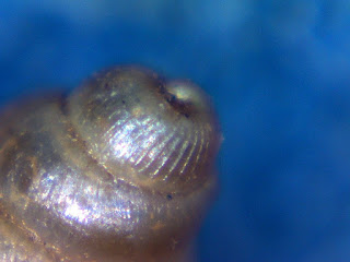 Moluscos terrestres de Argentina: Naesiotus rivasii (Orbigny, 1837)