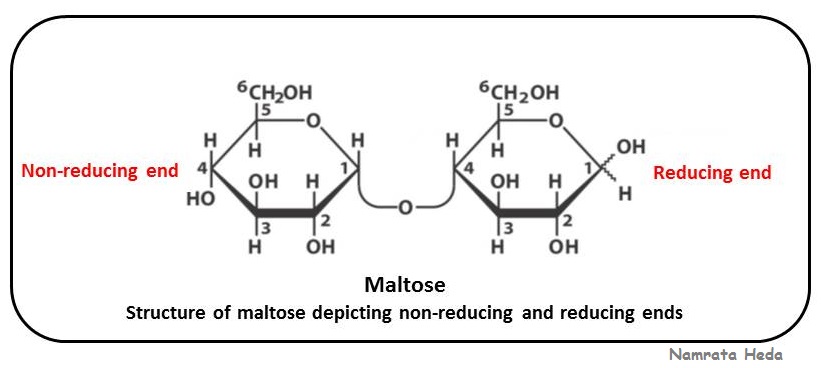B for Biology: Biomolecules of the Cell - Carbohydrates (Part 2)