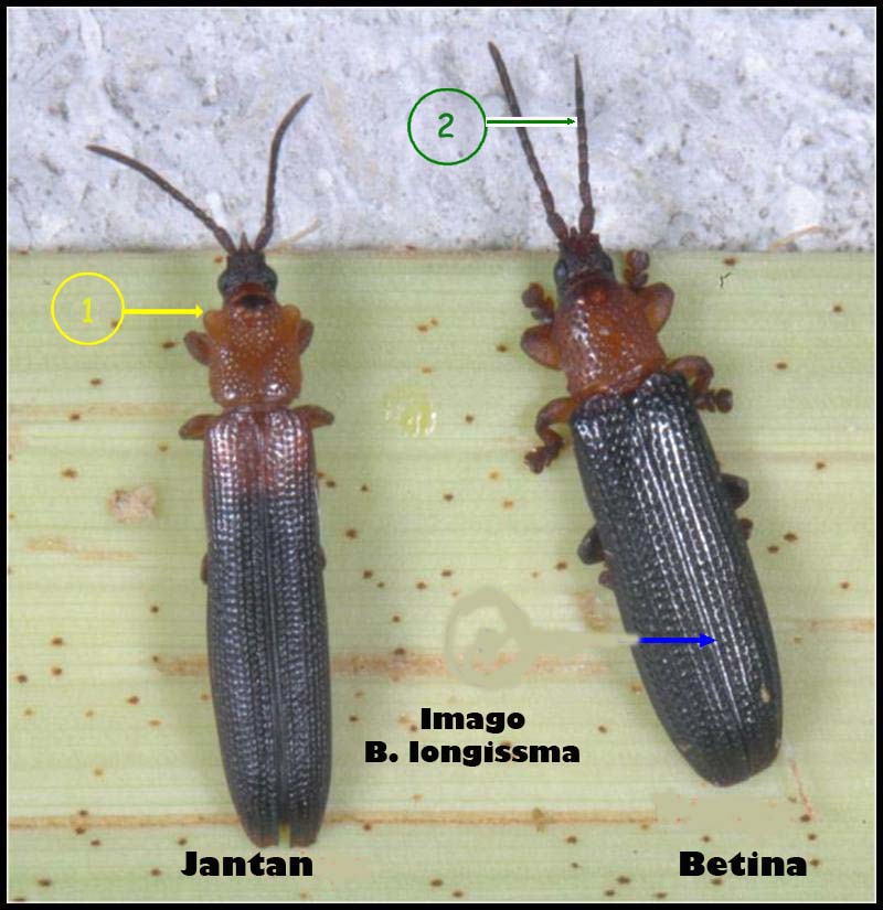 BIOLOGI GONZAGA: COLEOPTERA INSECTA