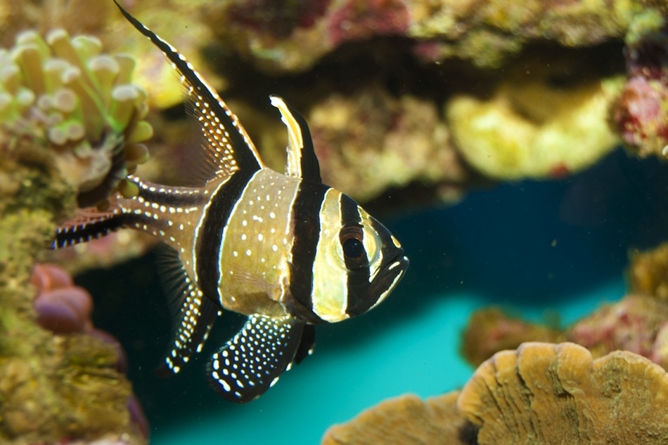Golden Eye View: Top 15 Most Beautiful Fishes of the World according to ...