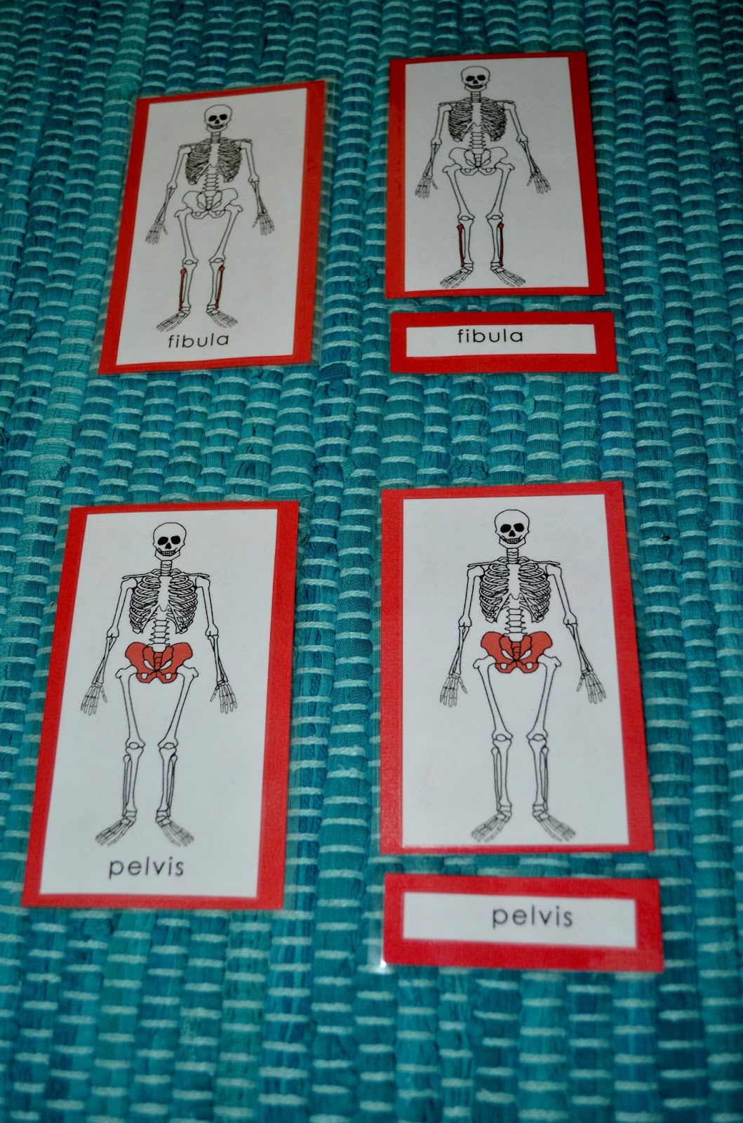 Unschool the Teacher: Bones, Bones, Bones