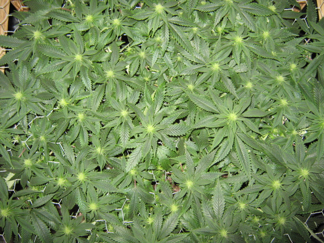 ScrOG (Screen of Green) Explained | METAL GROW SOLID