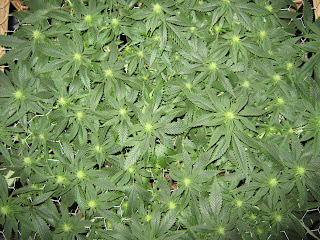 ScrOG (Screen of Green) Explained | METAL GROW SOLID