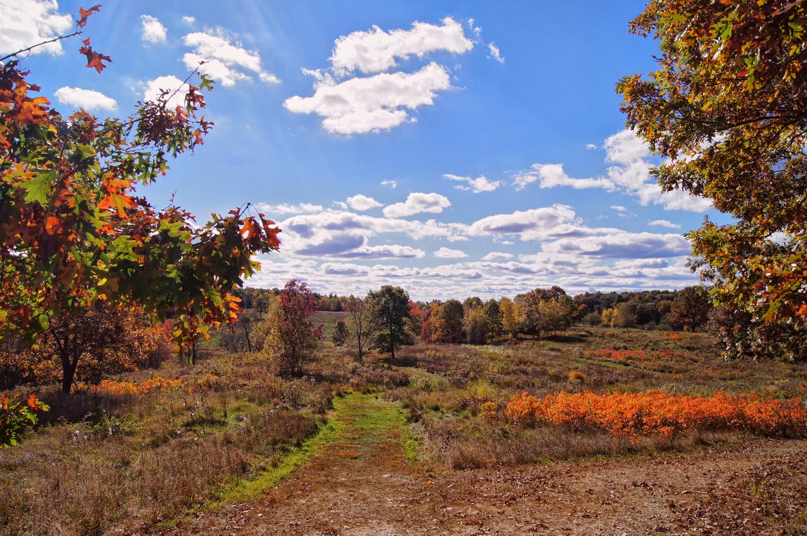 Things with Wings: Back to Back at Breakneck Hill Conservation Land