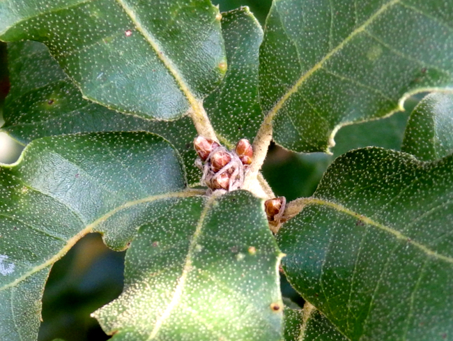 La encina (Quercus ilex)