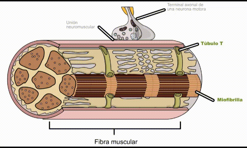ANATOMIA APLICADA: BLOQUE 7. LA CONTRACCIÓN MUSCULAR