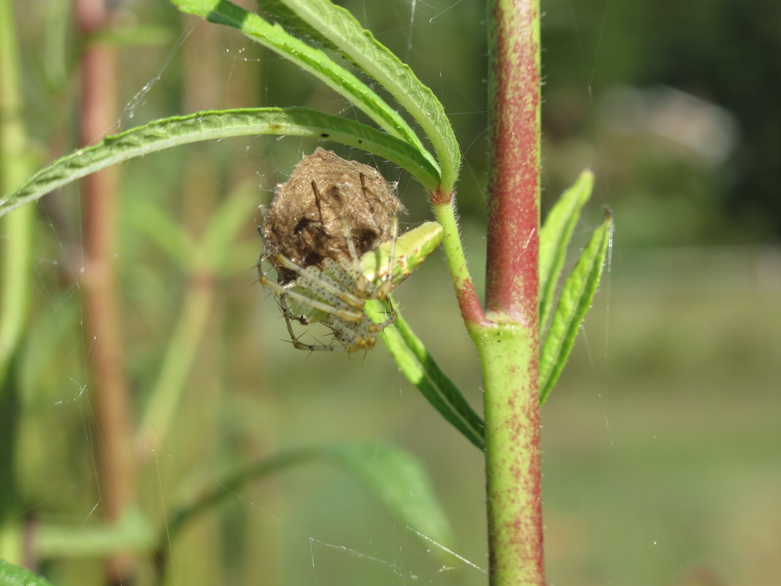 Wings of Dawn Farm: Fall Spiders