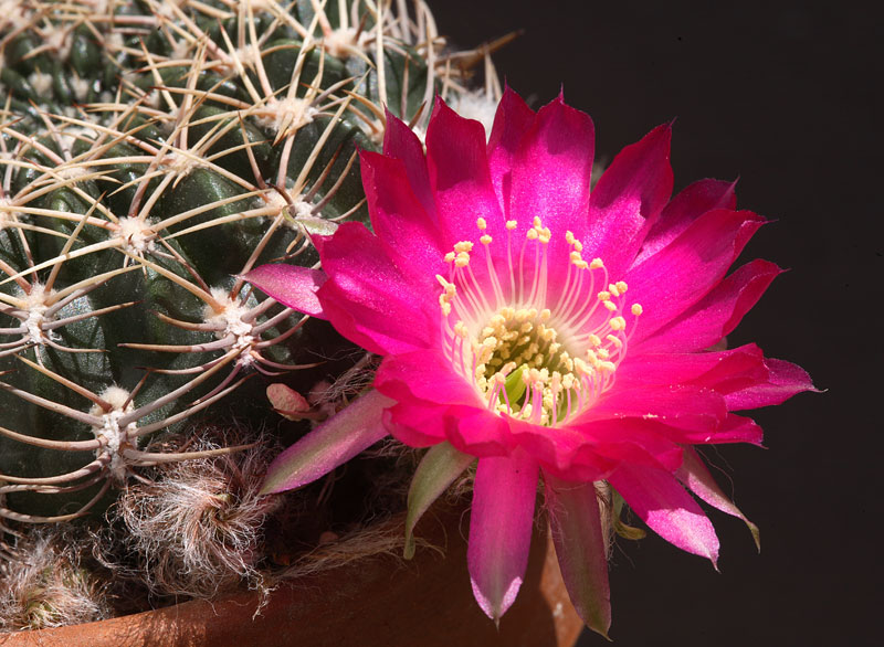 Cactus world beauty: Lobivia oligotricha