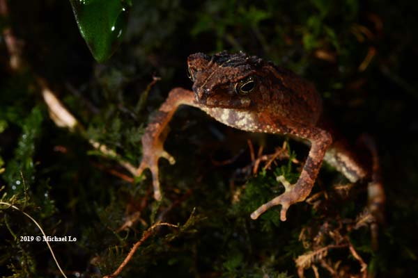 The rainforests of Borneo & Southeast Asia: Ingerophrynus divergens ...