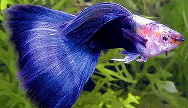 jasttreeing: Guppy_Moscow_Blue_Green