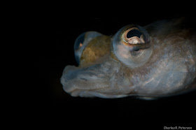 Real Monstrosities: Four-eyed Fish