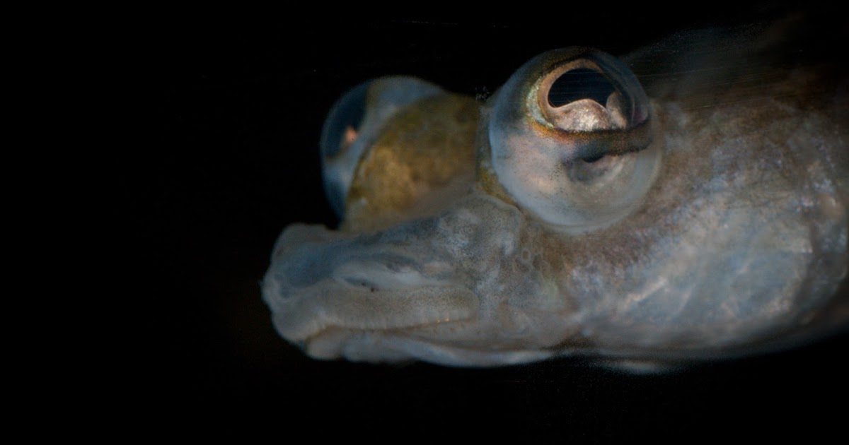 Real Monstrosities: Four-eyed Fish