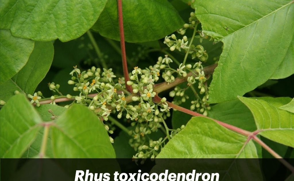 Rhus toxicodendron (homeopathie)