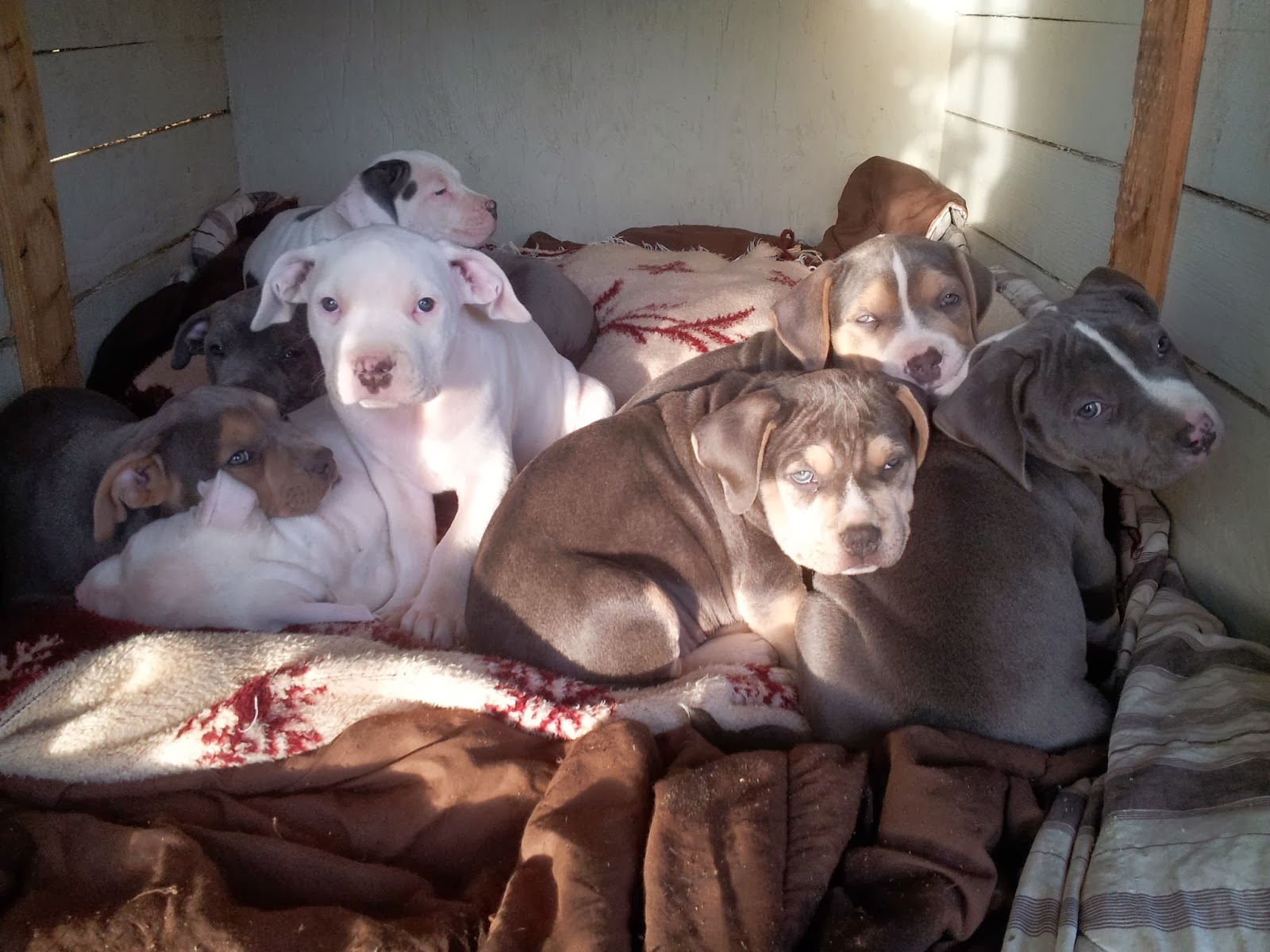 Bandog Pups : Desert Elite Bandogs