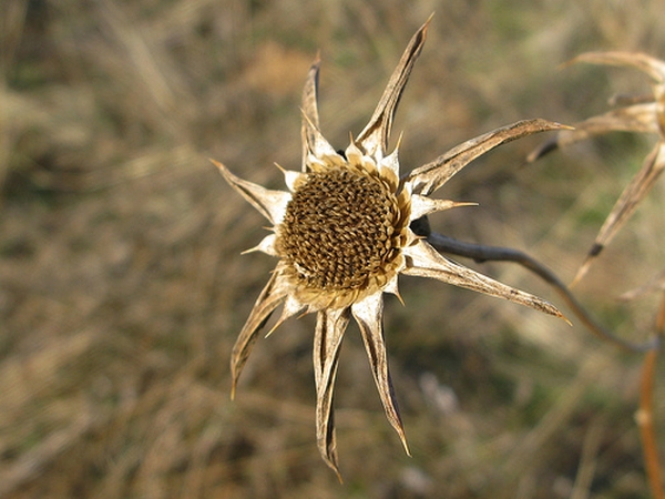 Técnicas de flores: Técnicas de secado y conservación de plantas naturales