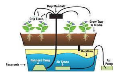 Hidroponik (Pengertian, Manfaat, Sistem, Media Tanam dan Jenis Tanaman ...