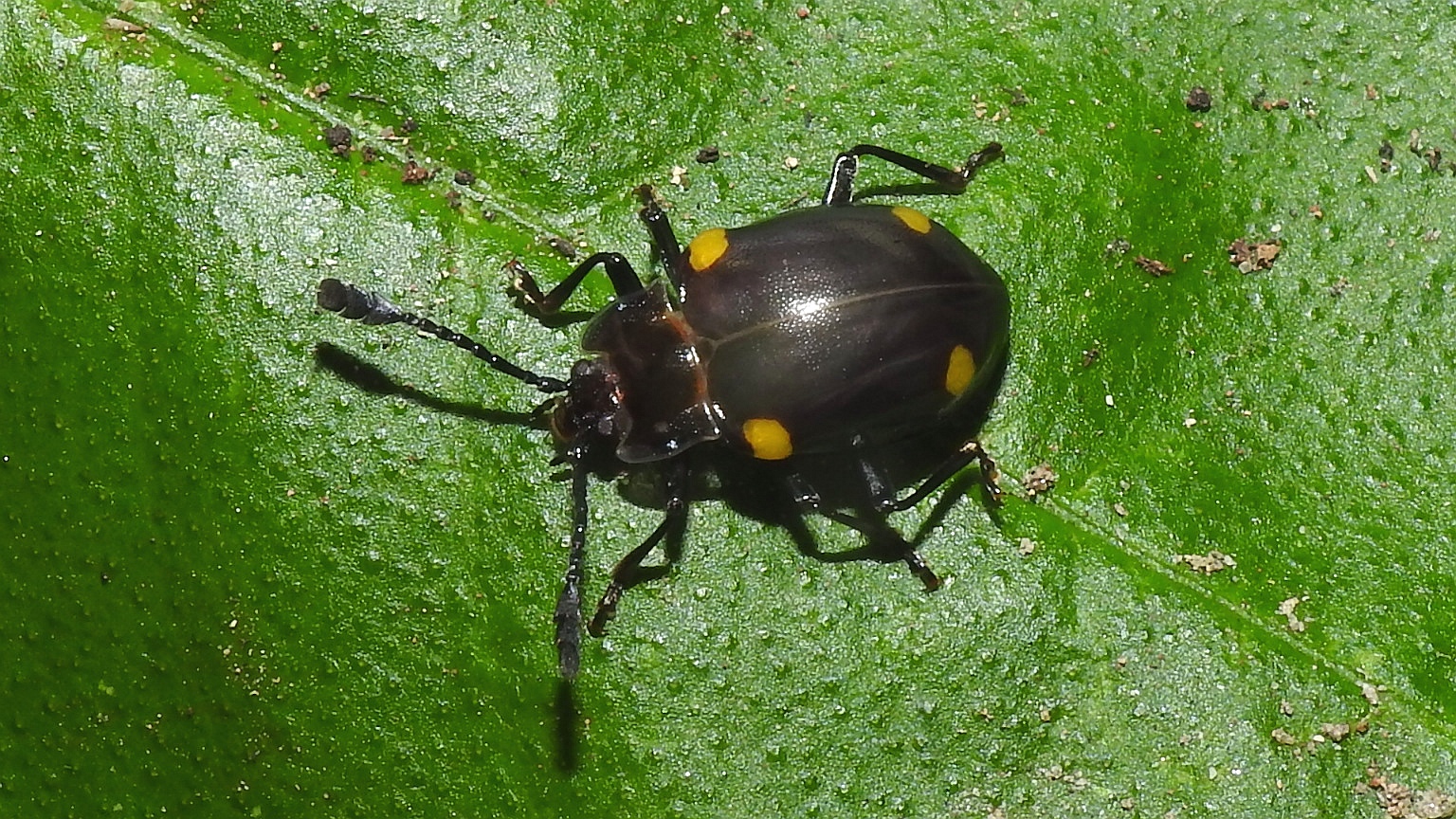 台灣-鳥類與昆蟲-自然觀察記錄: 肩斑辛偽瓢蟲 Sinocymbachus humerosus