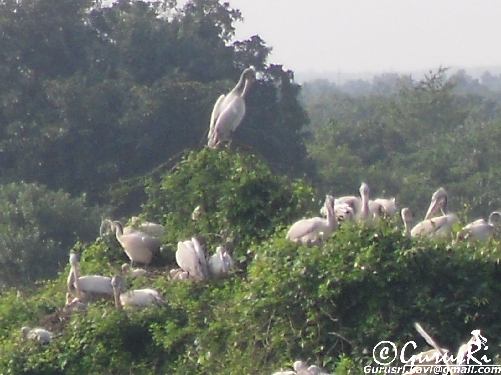 GuruSriGuru: Sullurpeta & Nelapattu Bird Sanctuary