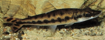 Alma d'Água: Peixes / Characiformes / Distichodontidae
